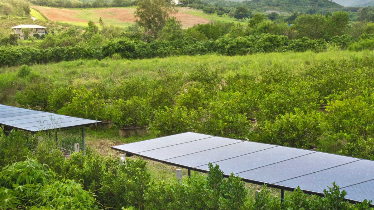 RWE Agrivoltaics Demonstration Plant Achieves Double Harvest, Boosting ...